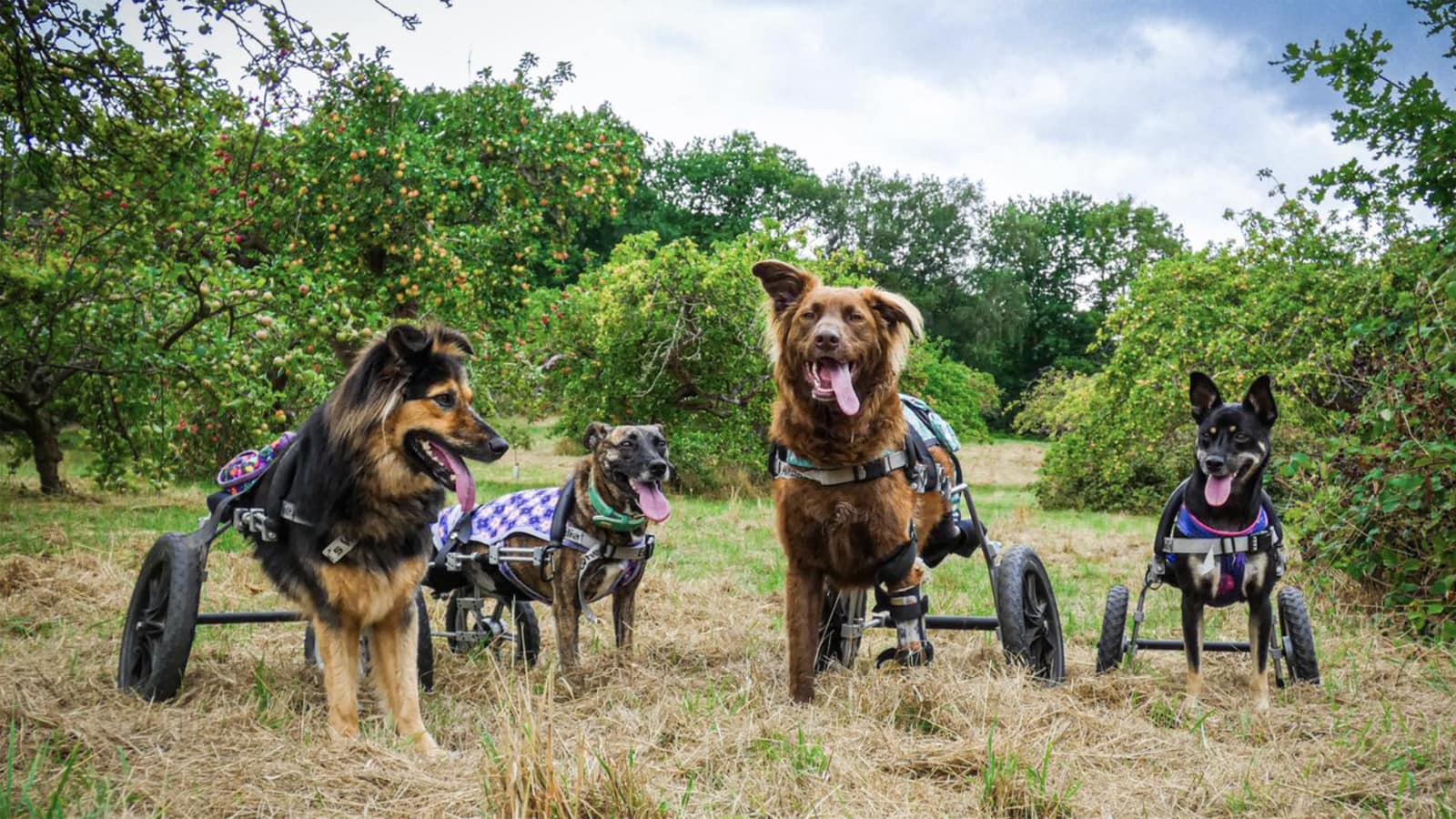 Flori's Friends Rescue - Rehoming Dogs and Cats