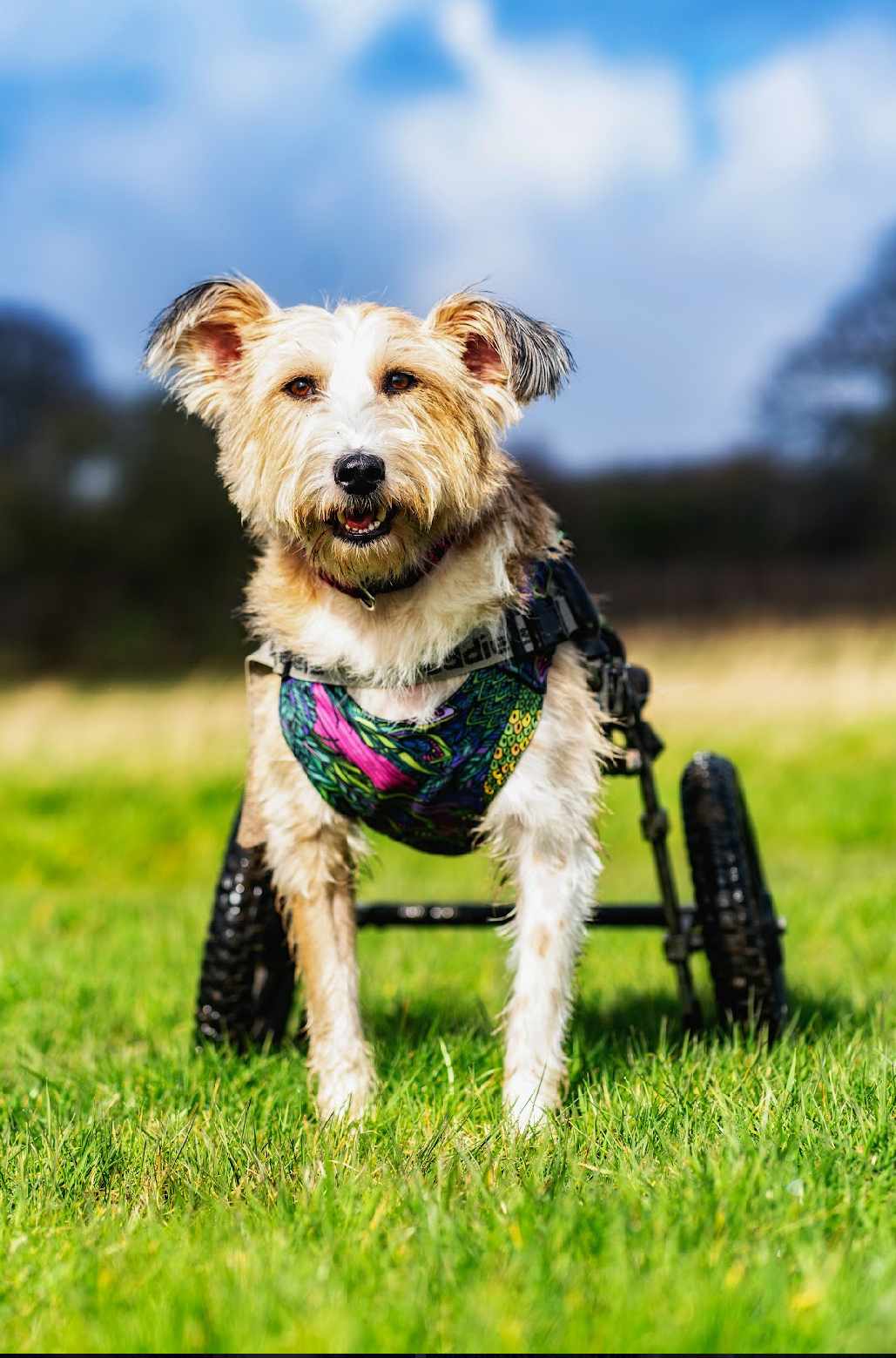 Patsy - Flori's Friends Rescue